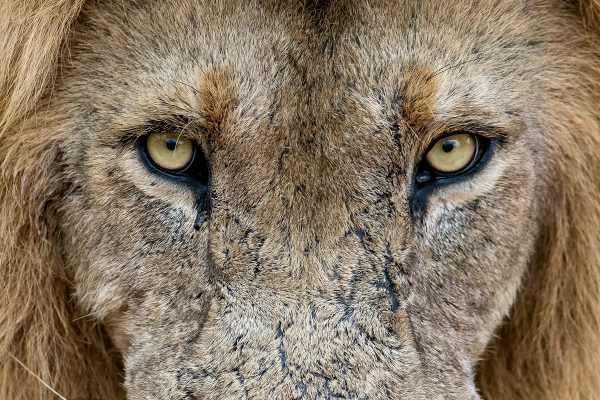 Properly configure a Dataverse table primary column